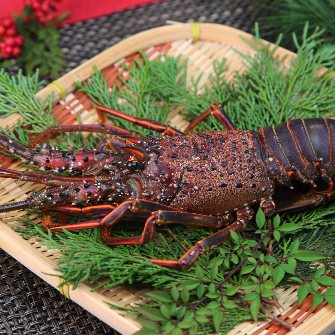 【活魚の適正水温とは？】活魚の種類ごとにまとめた最適な水温を大公開！ | 魚デザイン